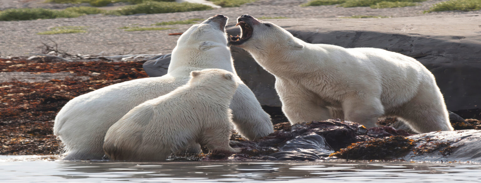 2026 - Ultimate Belugas & Bears Adventure, Churchill - Adventure For ...